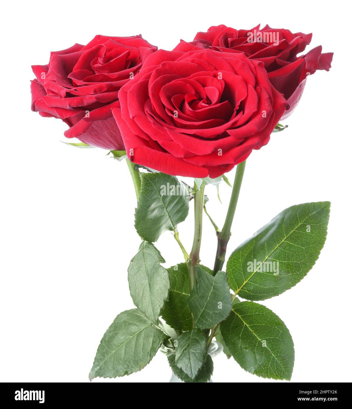 Fresh red roses on white background Stock Photo - Alamy