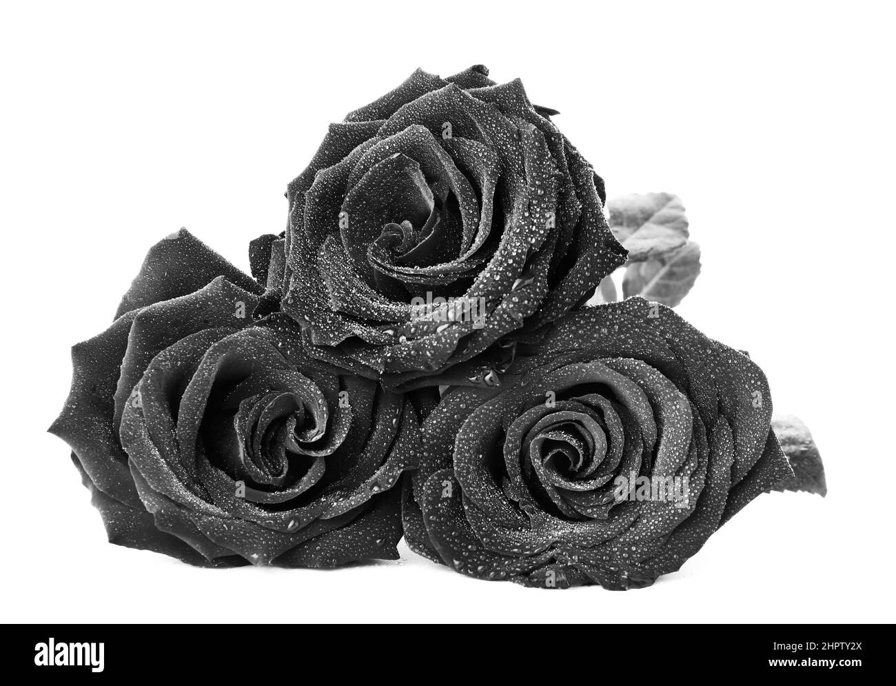 Fresh black roses on white background Stock Photo - Alamy