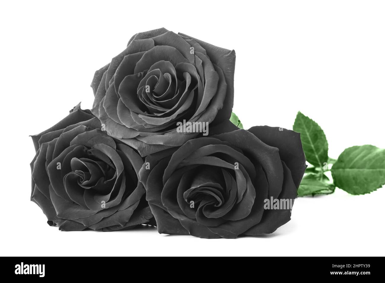 Fresh black roses on white background Stock Photo - Alamy