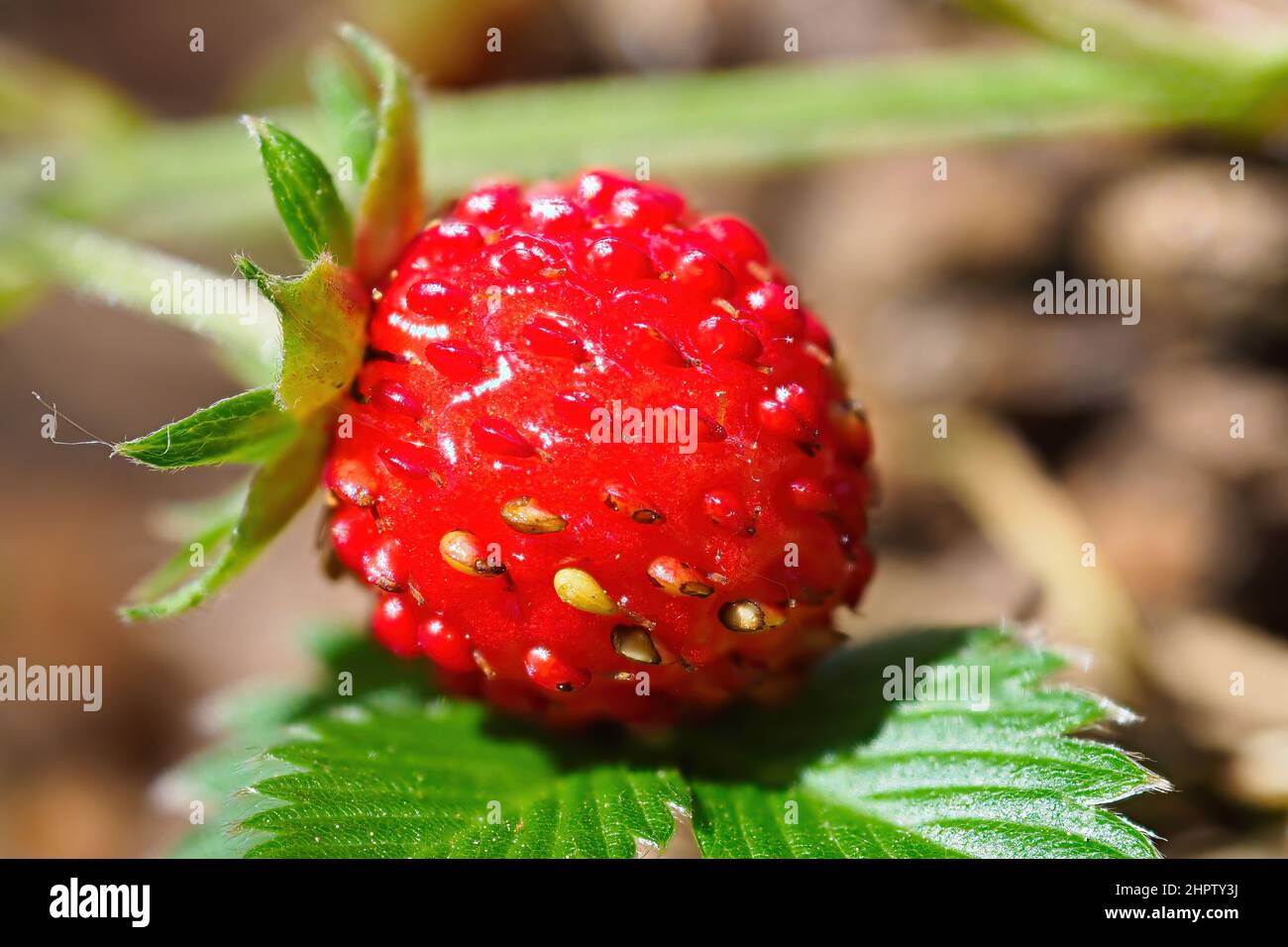 Close-up of growing red ripe wild strawberry (Fragaria vesca) on stem ...