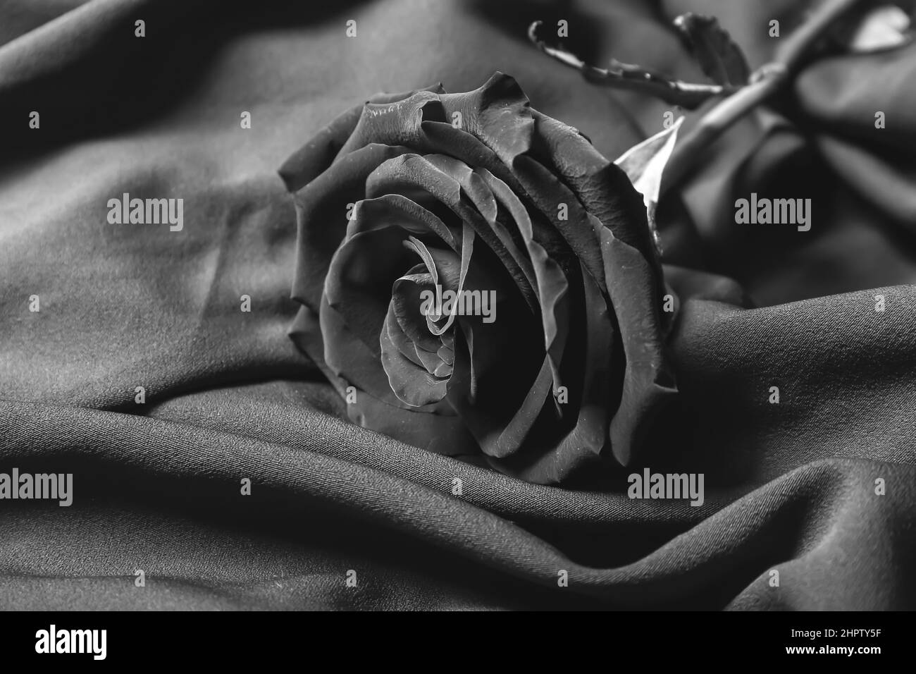 Fresh black rose on dark fabric Stock Photo - Alamy
