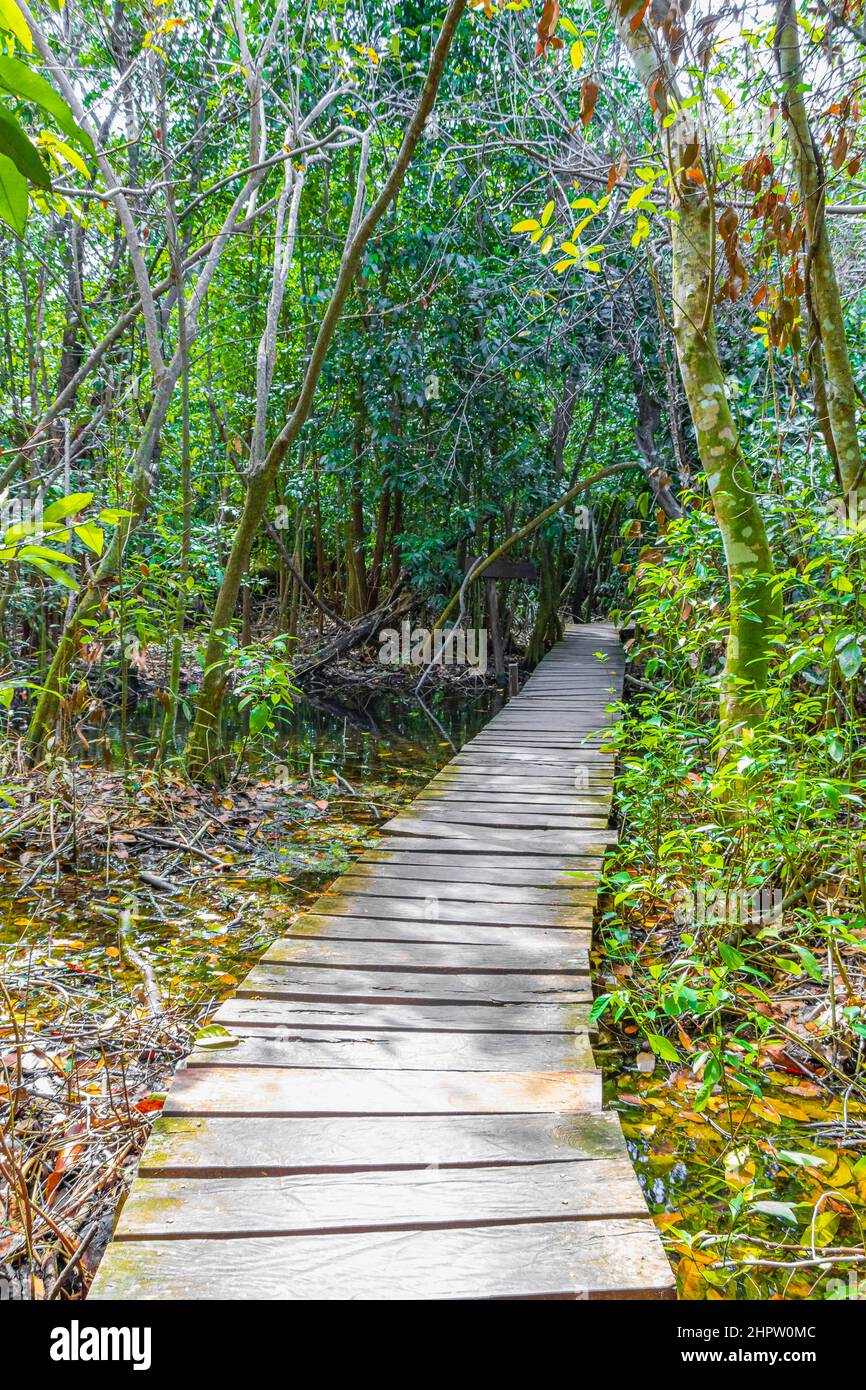 Tropical natural jungle forest plants palm trees and wooden walking ...