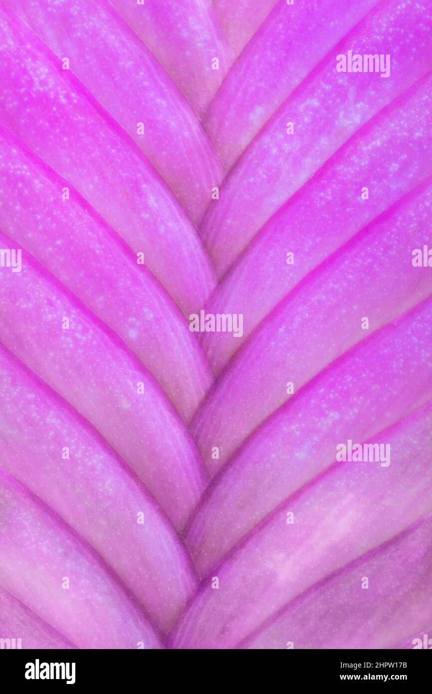 Pink quill flower closeup details Stock Photo - Alamy