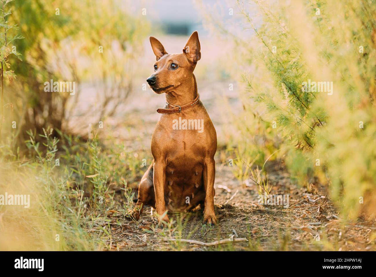 Zwergpinscher breed hi-res stock photography and images - Alamy
