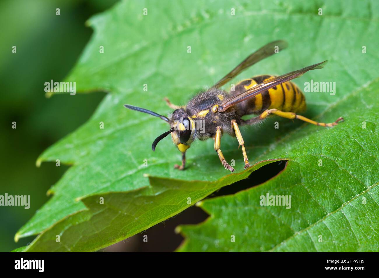 Wasp sting bite hi-res stock photography and images - Alamy