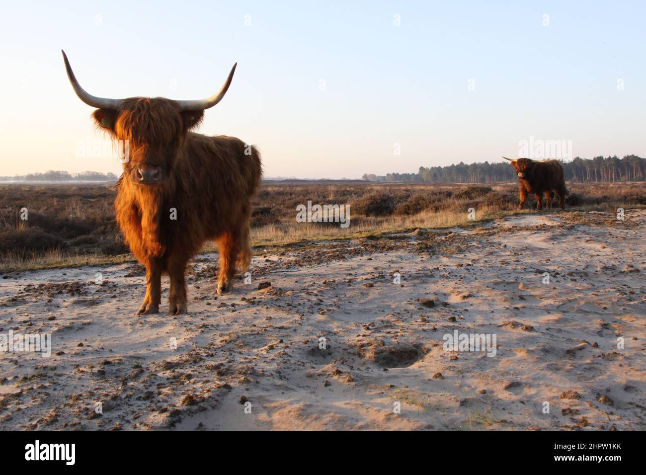 Two Scottish highlanders seen from a low viewpoint Stock Photo - Alamy