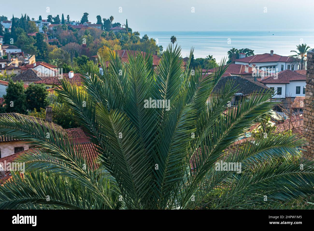 palm tree against the background of the roofs of an ancient coastal ...