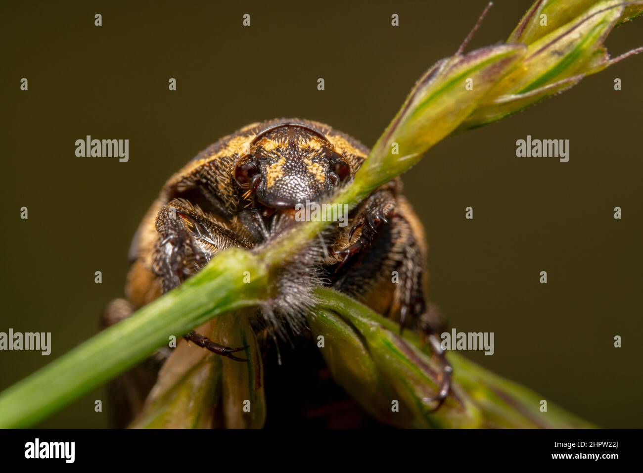 Plant eating beetle hi-res stock photography and images - Alamy