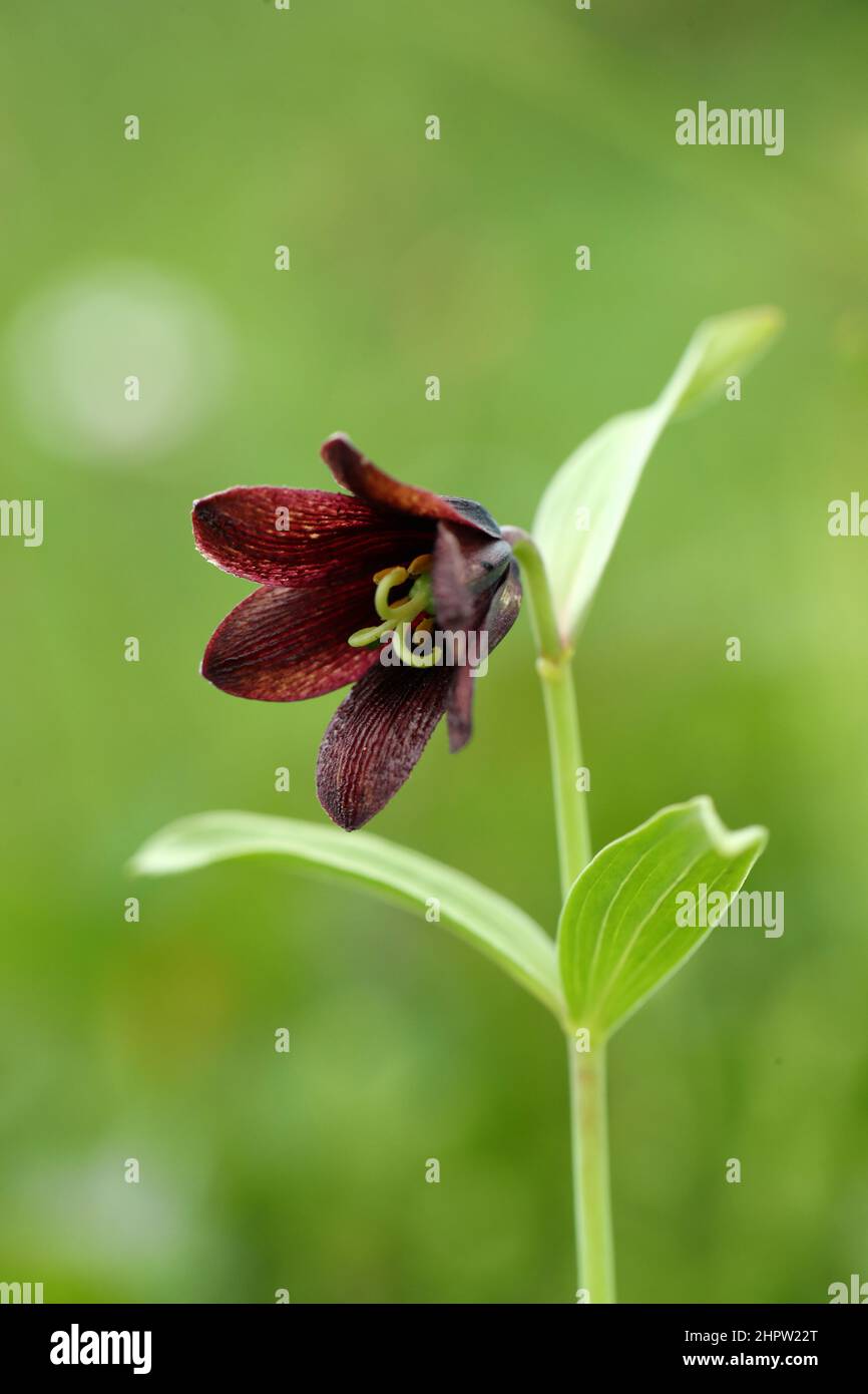 Native american wild rice hi-res stock photography and images - Alamy