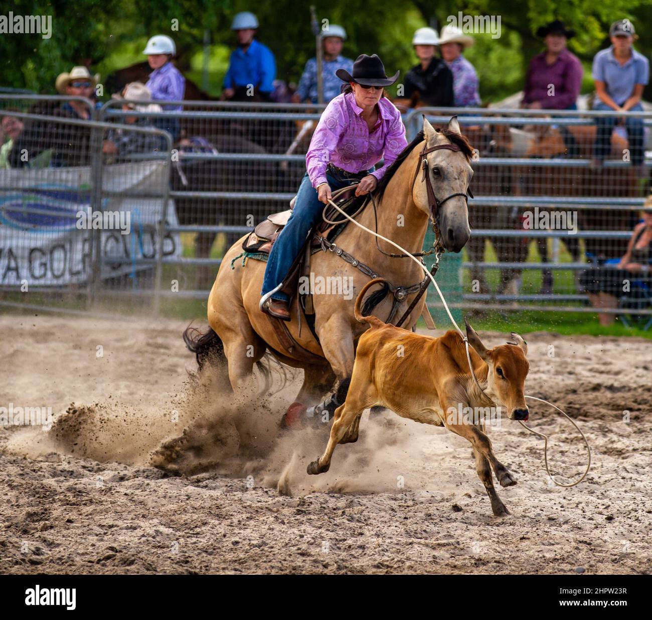 Rope and Tie at Moruya Rodeo Stock Photo - Alamy