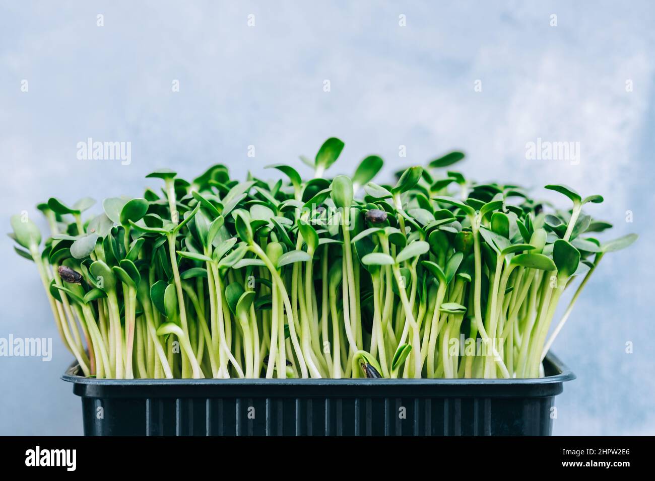 Micro green sunflower in a black pot, fresh harvest. Healthy food Stock ...