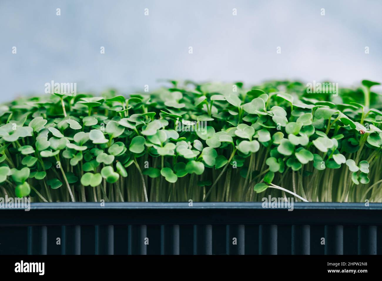 Micro green arugula plant in a black pot, fresh harvest. Healthy food ...