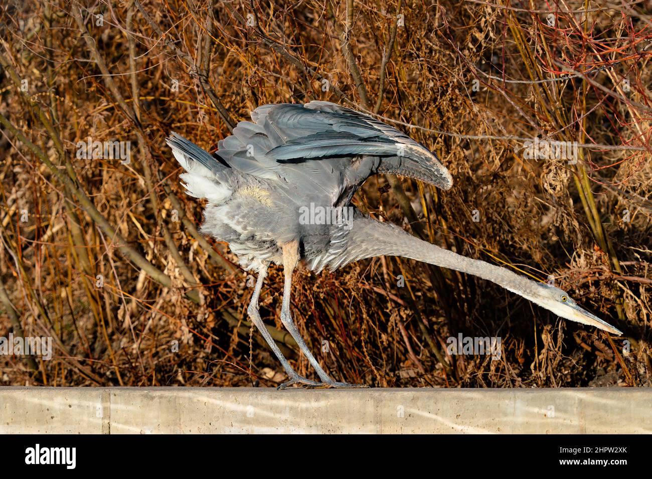 A Great Blue Heron viewed up close in Wintertime, shaking out its ...