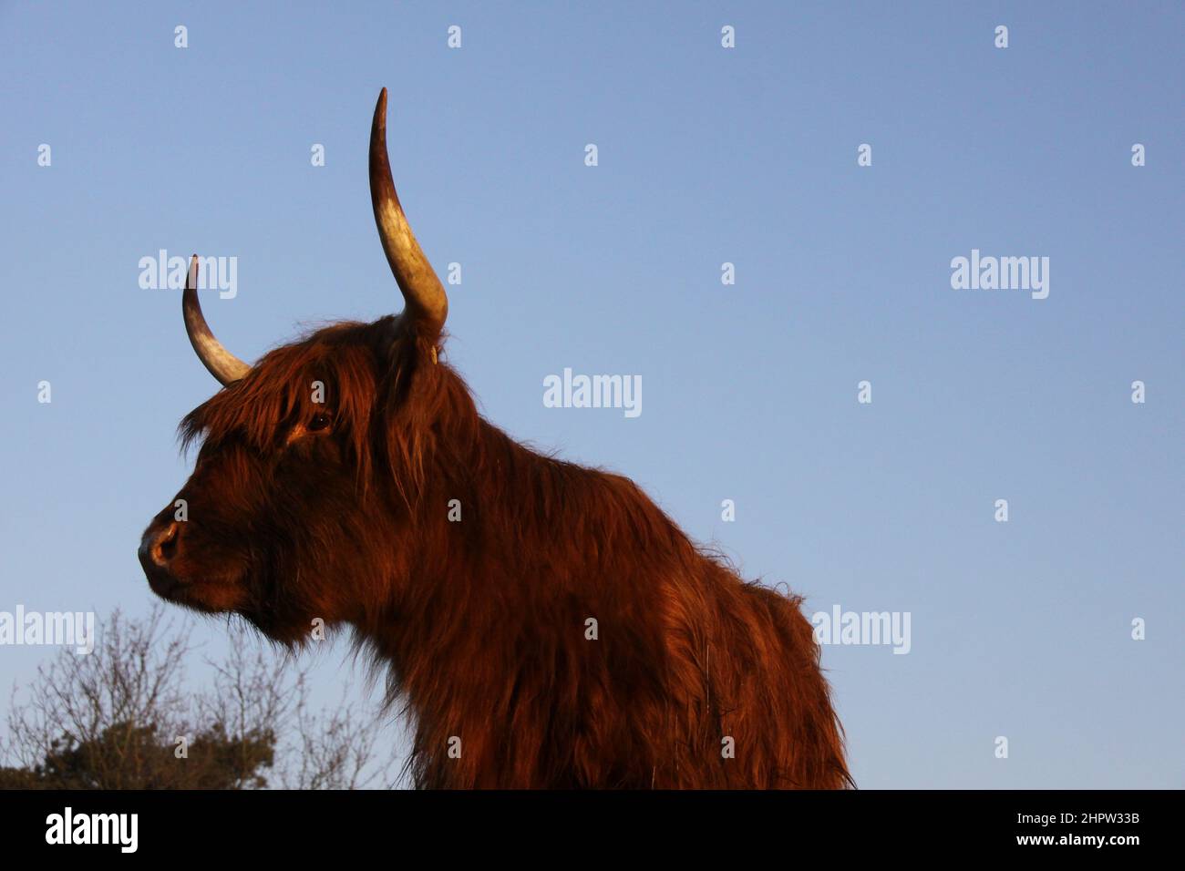 The head of a Scottish highlander up close Stock Photo - Alamy