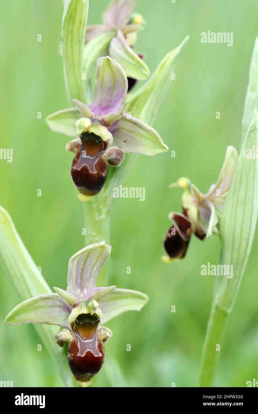 Presumed Bee x Woodcock Orchid hybrid, Ophrys apifera x Scolopax, Aude ...