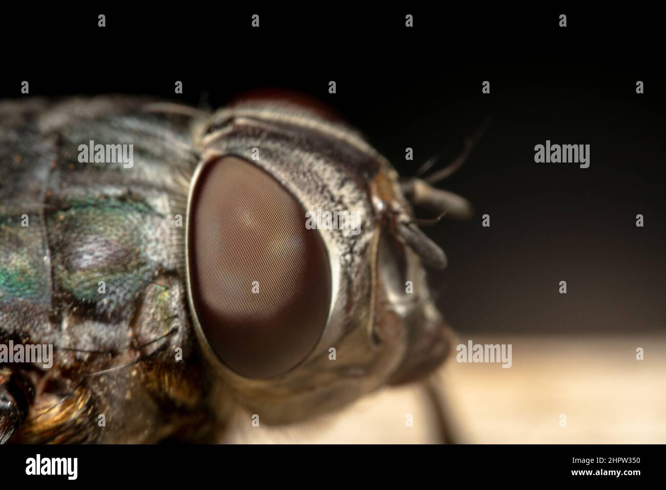 Big and fluffy fly with red eyes Stock Photo - Alamy