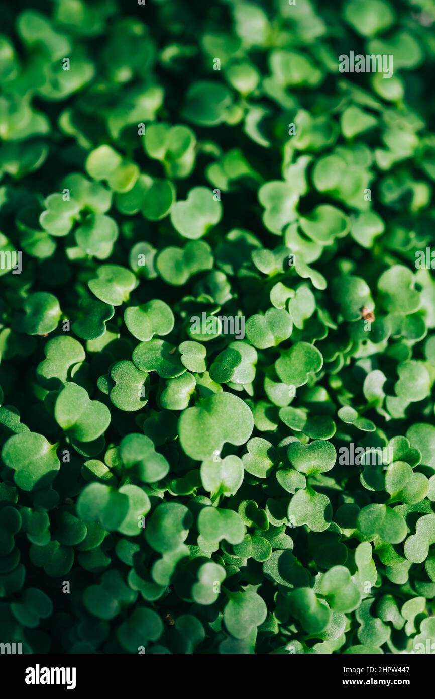 Micro green arugula leaves background texture Stock Photo - Alamy