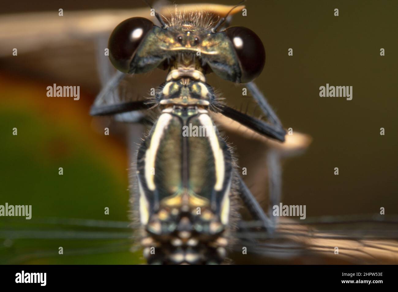 Skinny grey dragonfly with big pointy eyes Stock Photo - Alamy