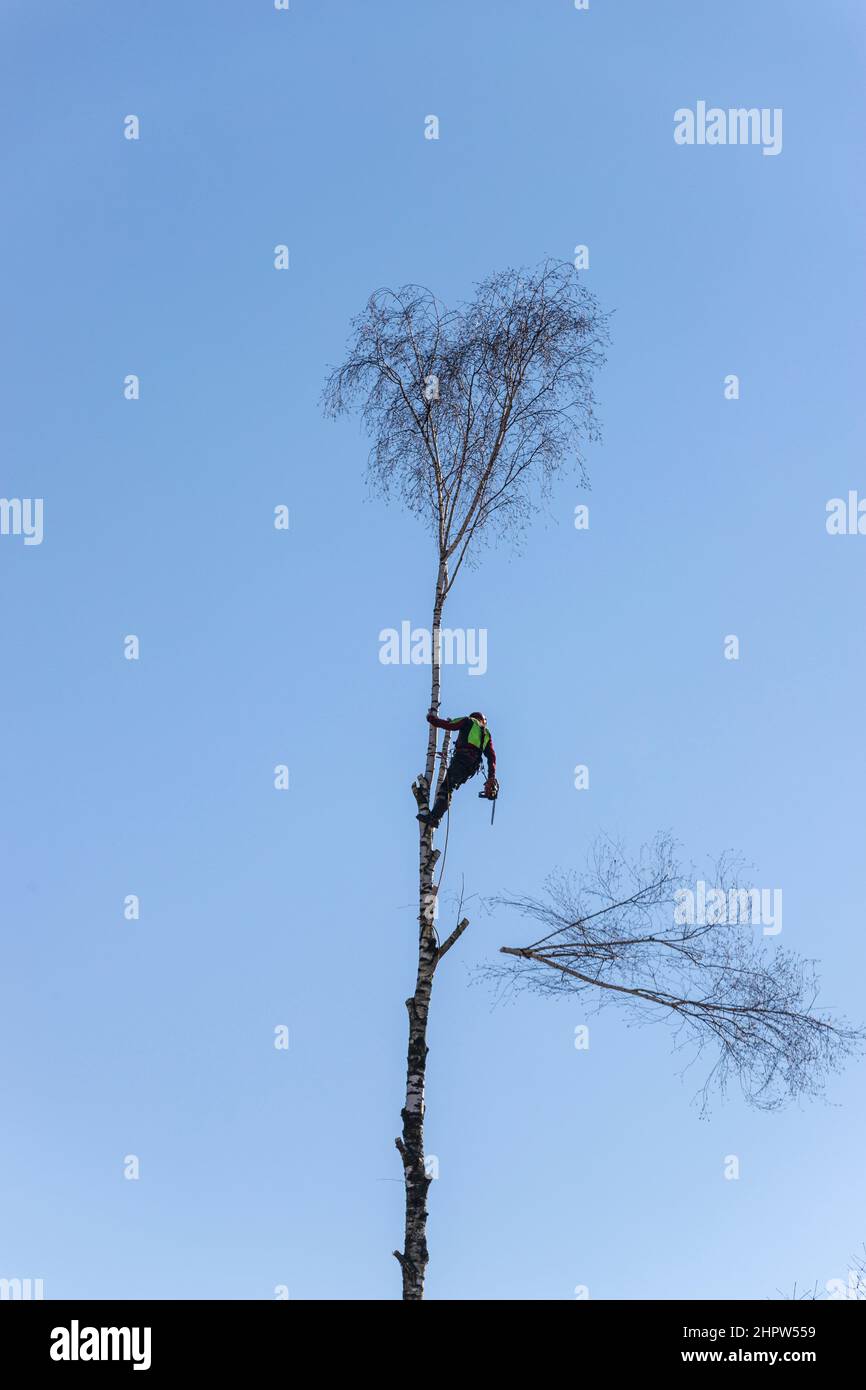 Rope working tree cutter hi-res stock photography and images - Alamy