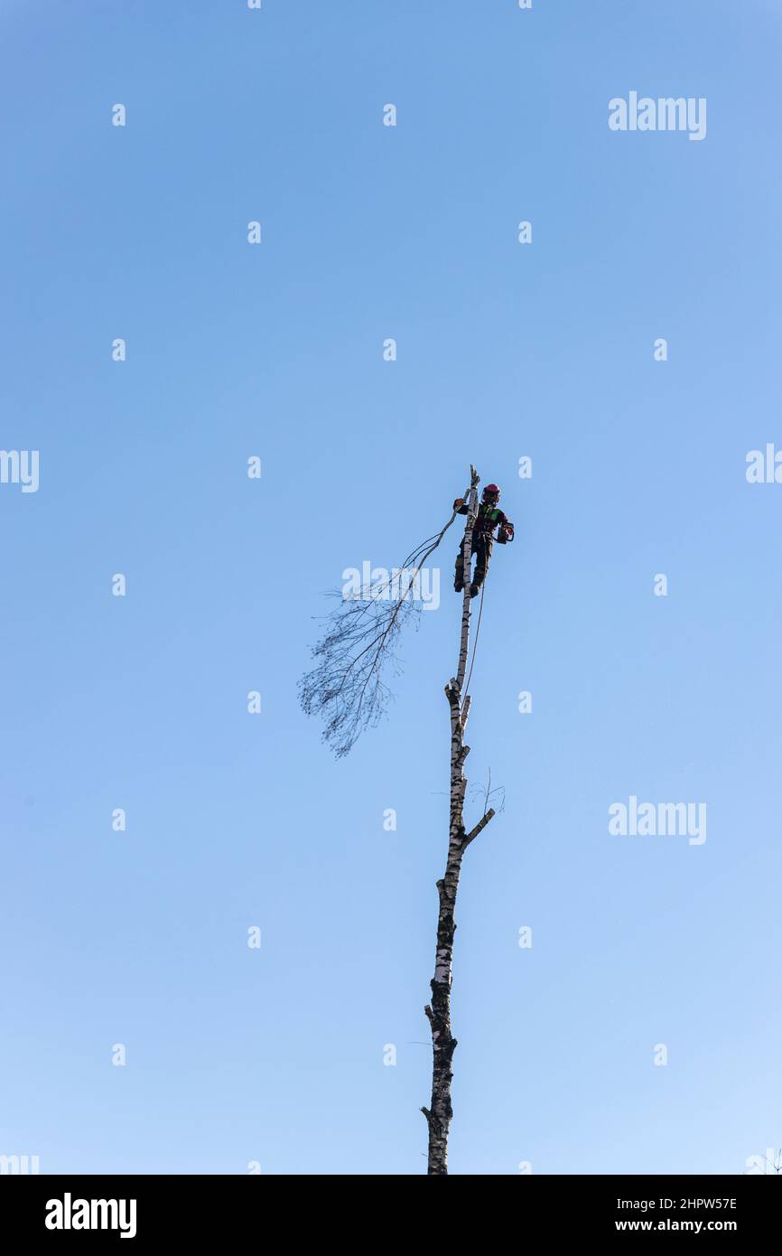 tree climber cutting a birch Stock Photo - Alamy