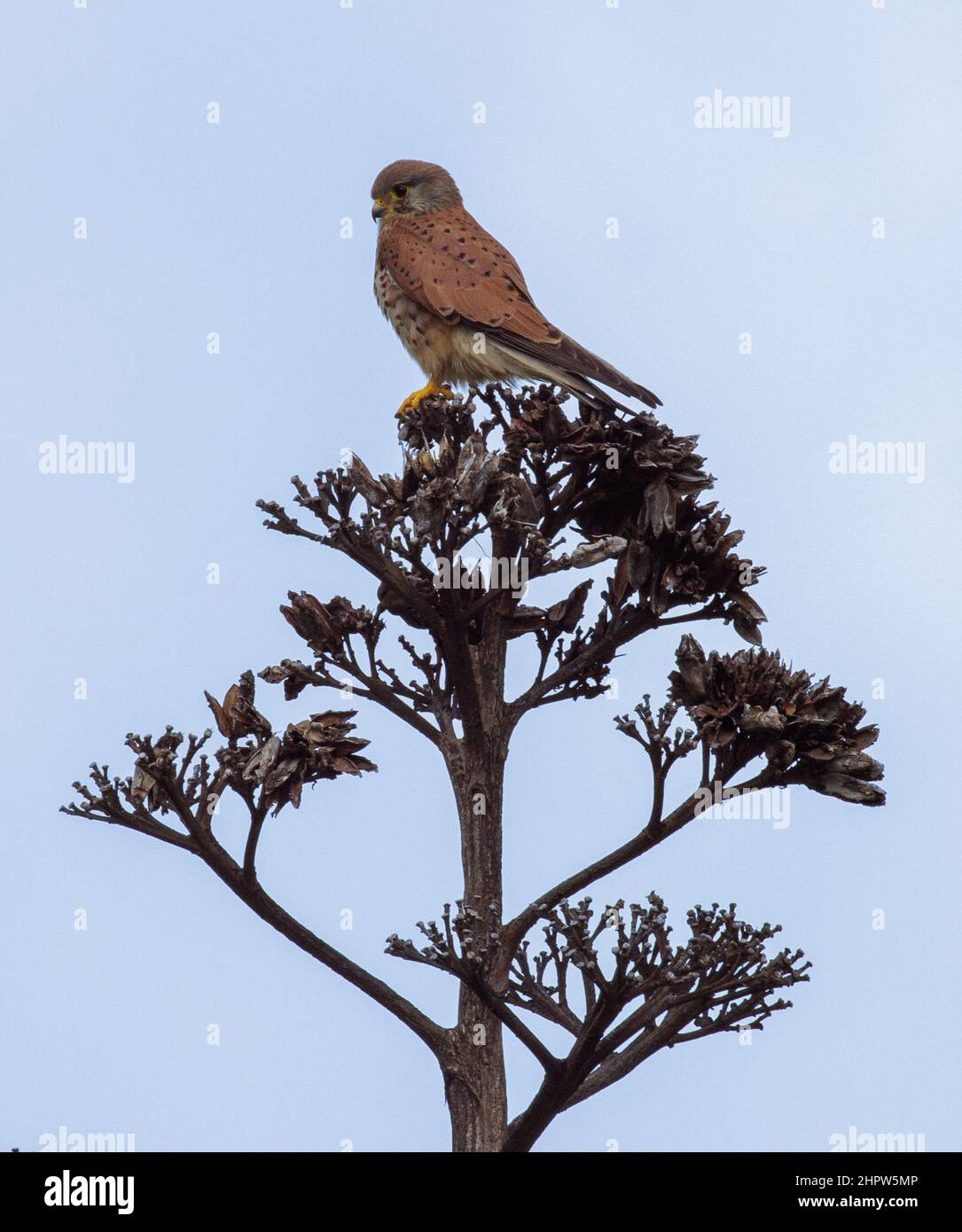 Falcon on a tree hi-res stock photography and images - Alamy