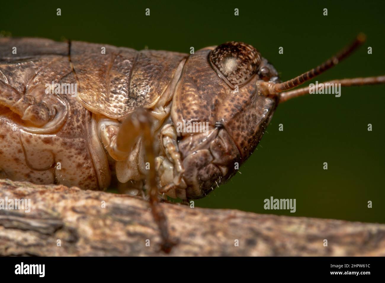 Wingless walking stick insect hi-res stock photography and images - Alamy