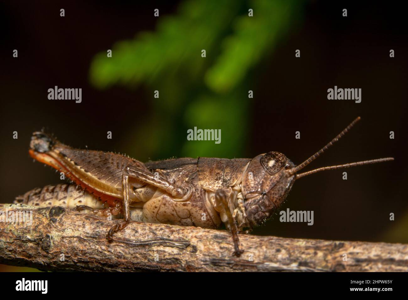 Landscape Close up full body shot of a Dark Brown grasshopper, locusts ...