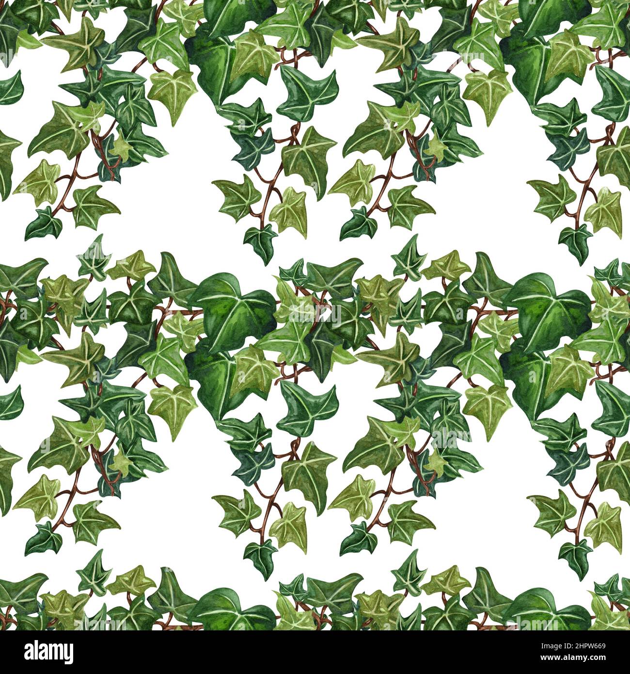 Watercolor seamless botanical ivy illustration. Botanical seamless ...