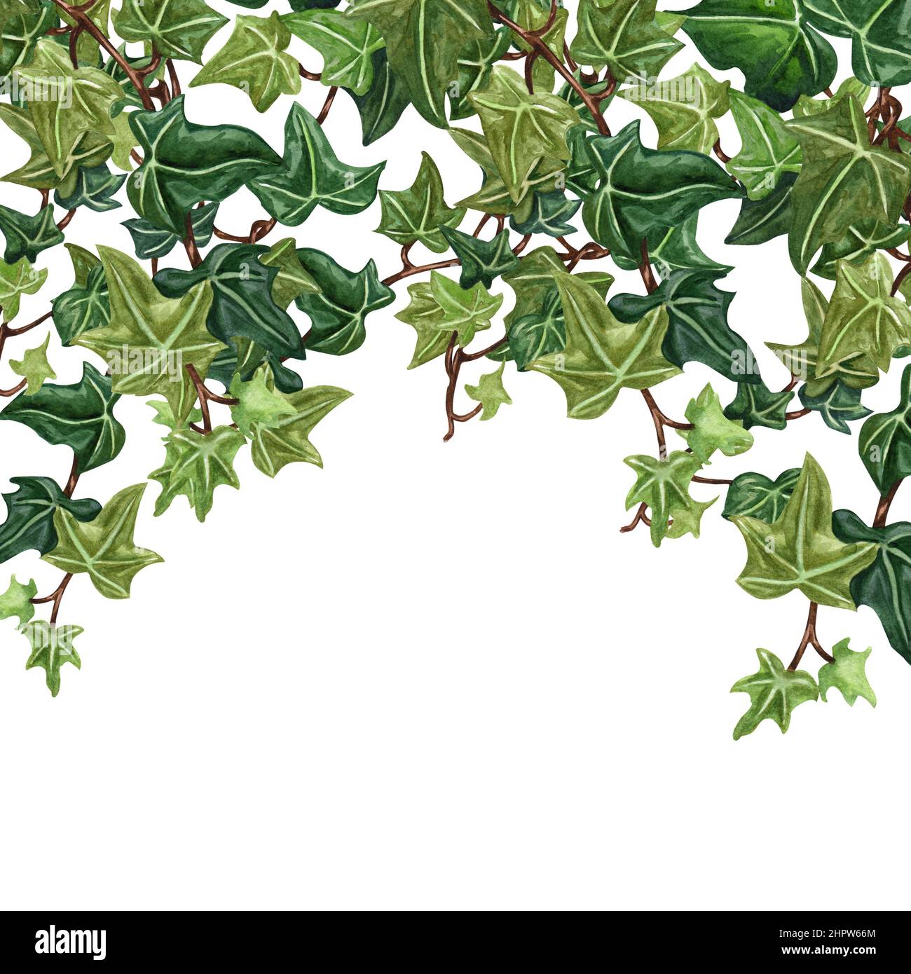 Watercolor botanical ivy illustration. Hand painted green ivy, white ...