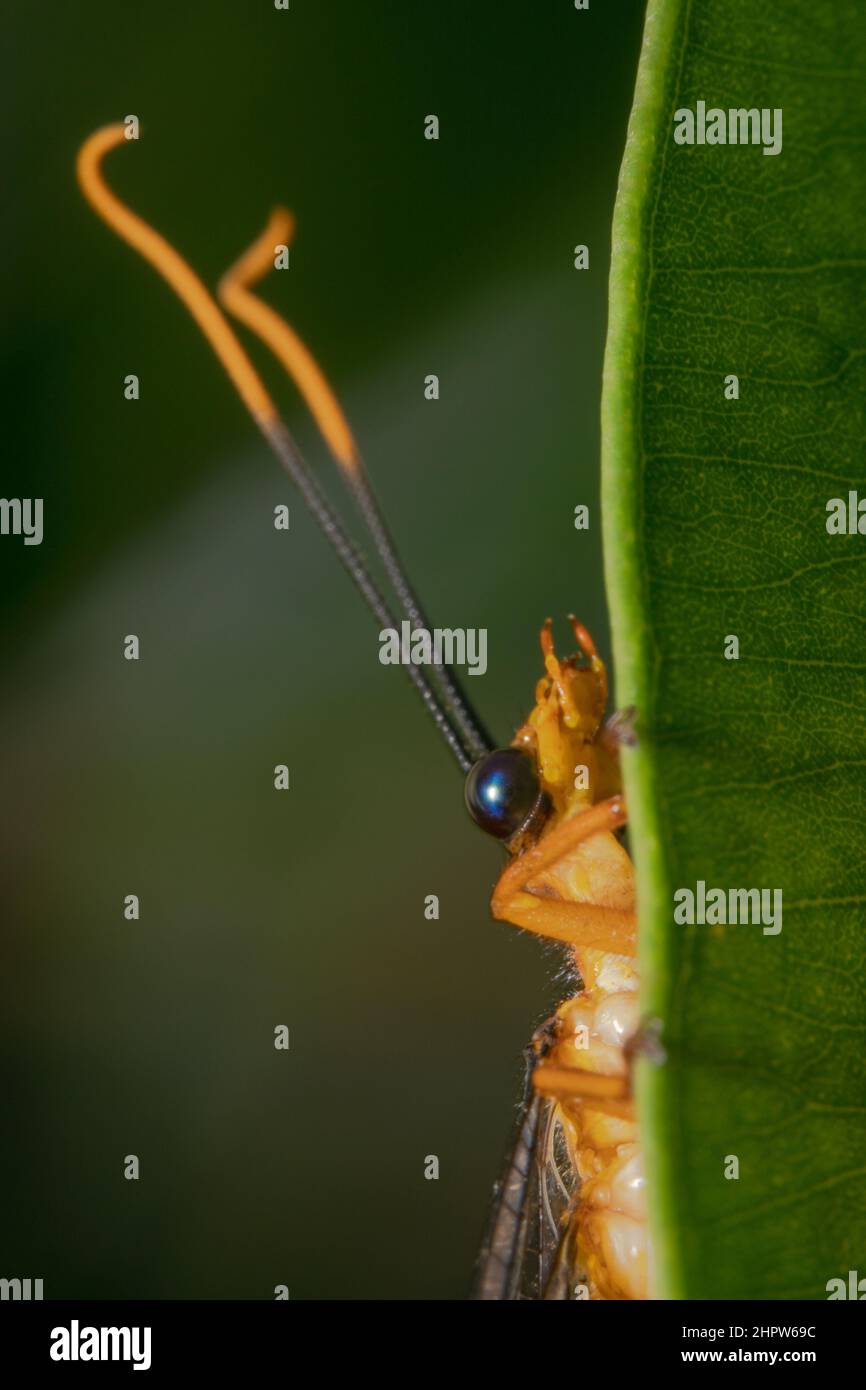 Orange crane fly hanging on a leaf with big pointy orange and black ...