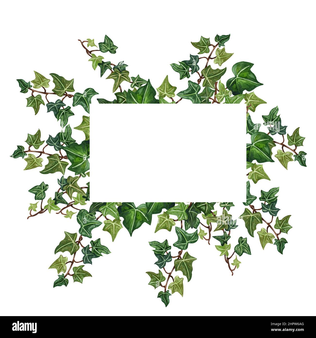 Watercolor botanical ivy illustration. Botanical frame from ivy twig ...
