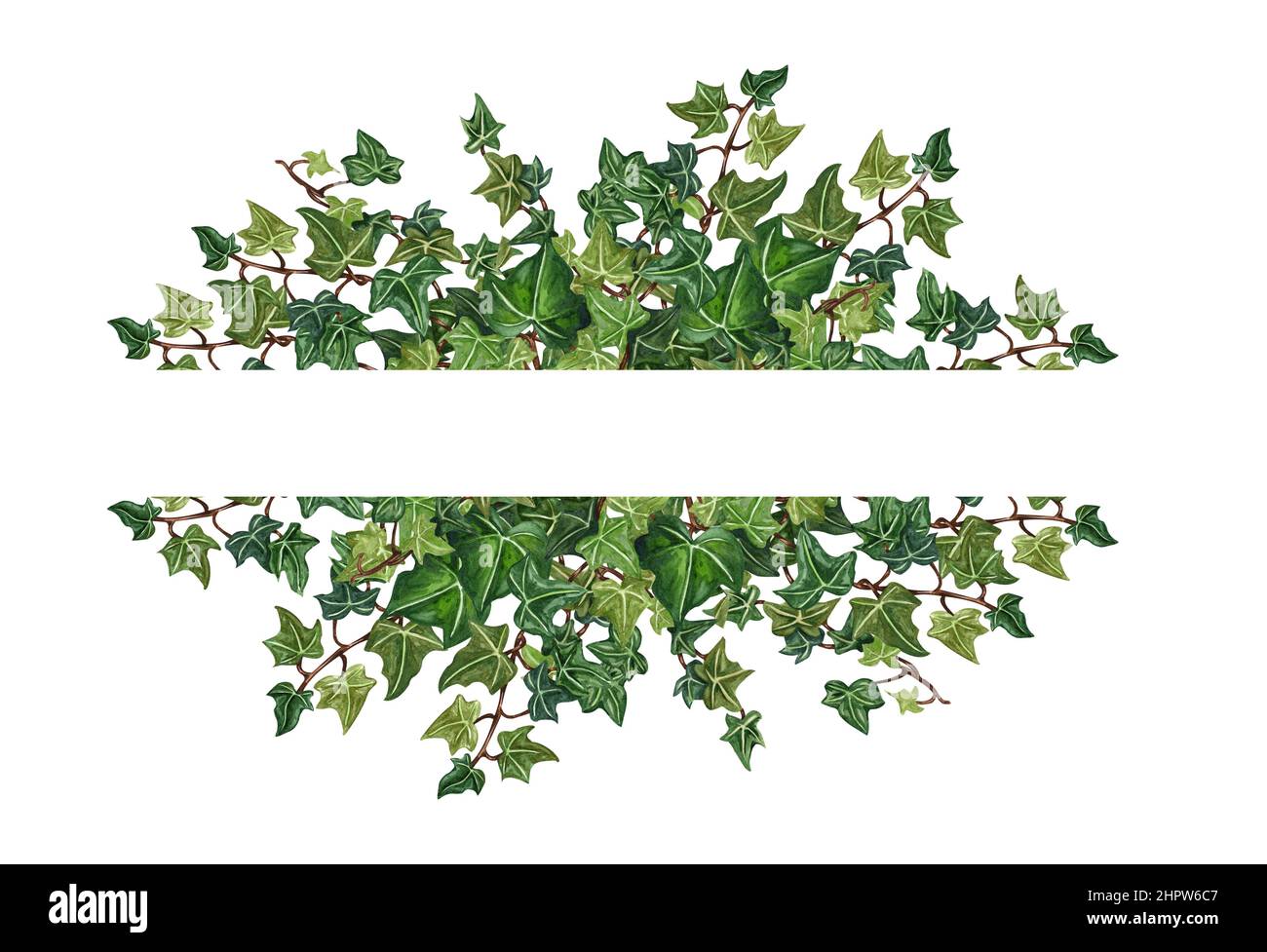 Watercolor botanical ivy illustration. Floral frame from ivy twig Stock ...