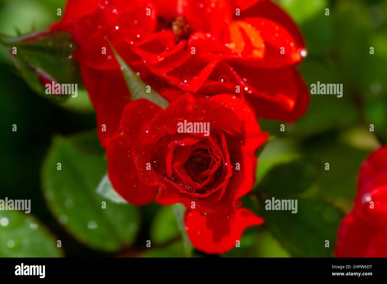 Red rose with dew drops. Macro photo of a flower Stock Photo - Alamy