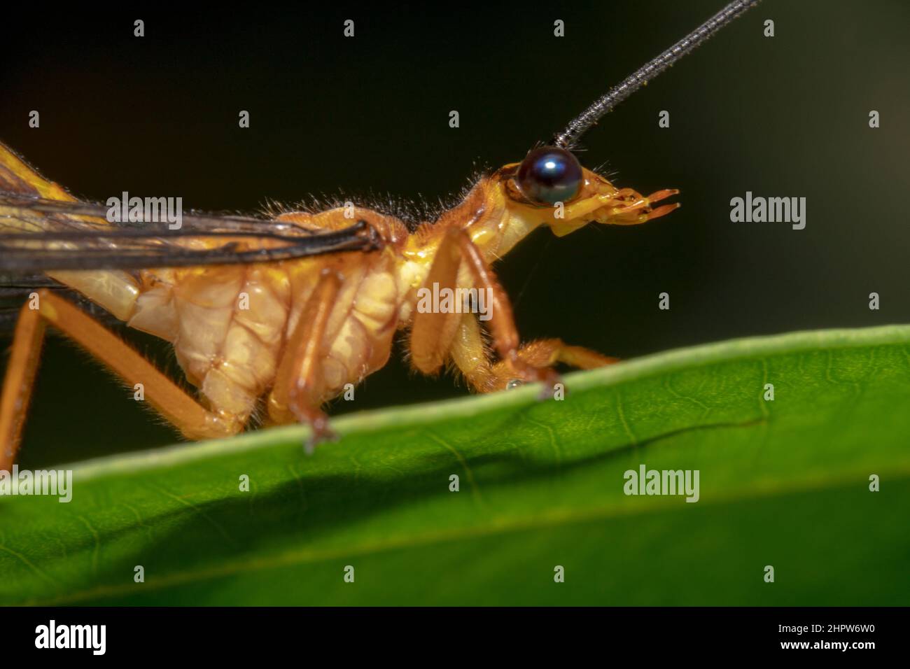 Orange crane fly Stock Photo - Alamy