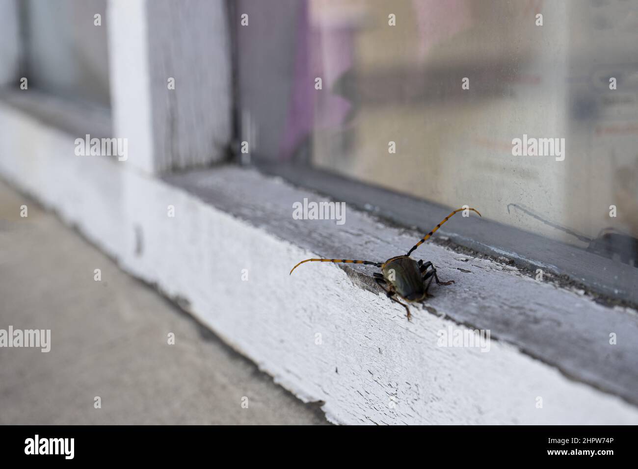 Small Longhorn beetle on a grunge cracked wooden window sill on a ...