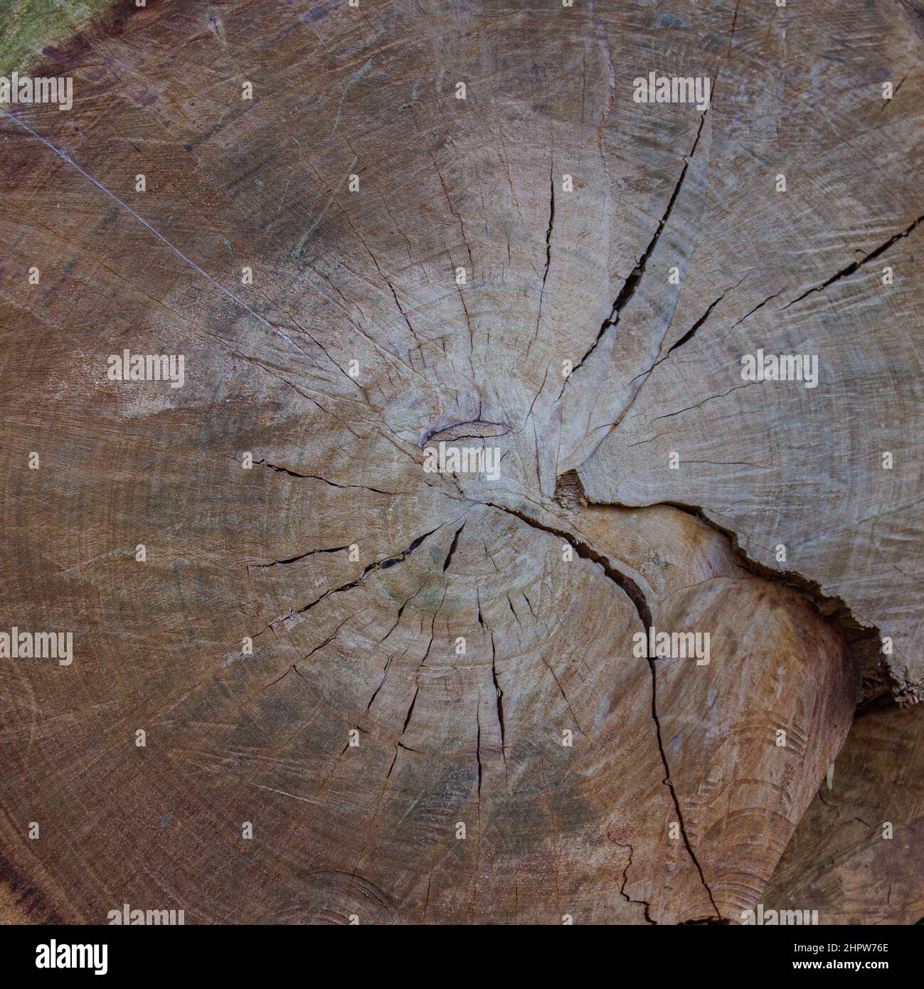 Cross section of the tree. Wood texture with the cross section. Tree rings old weathered wood ...