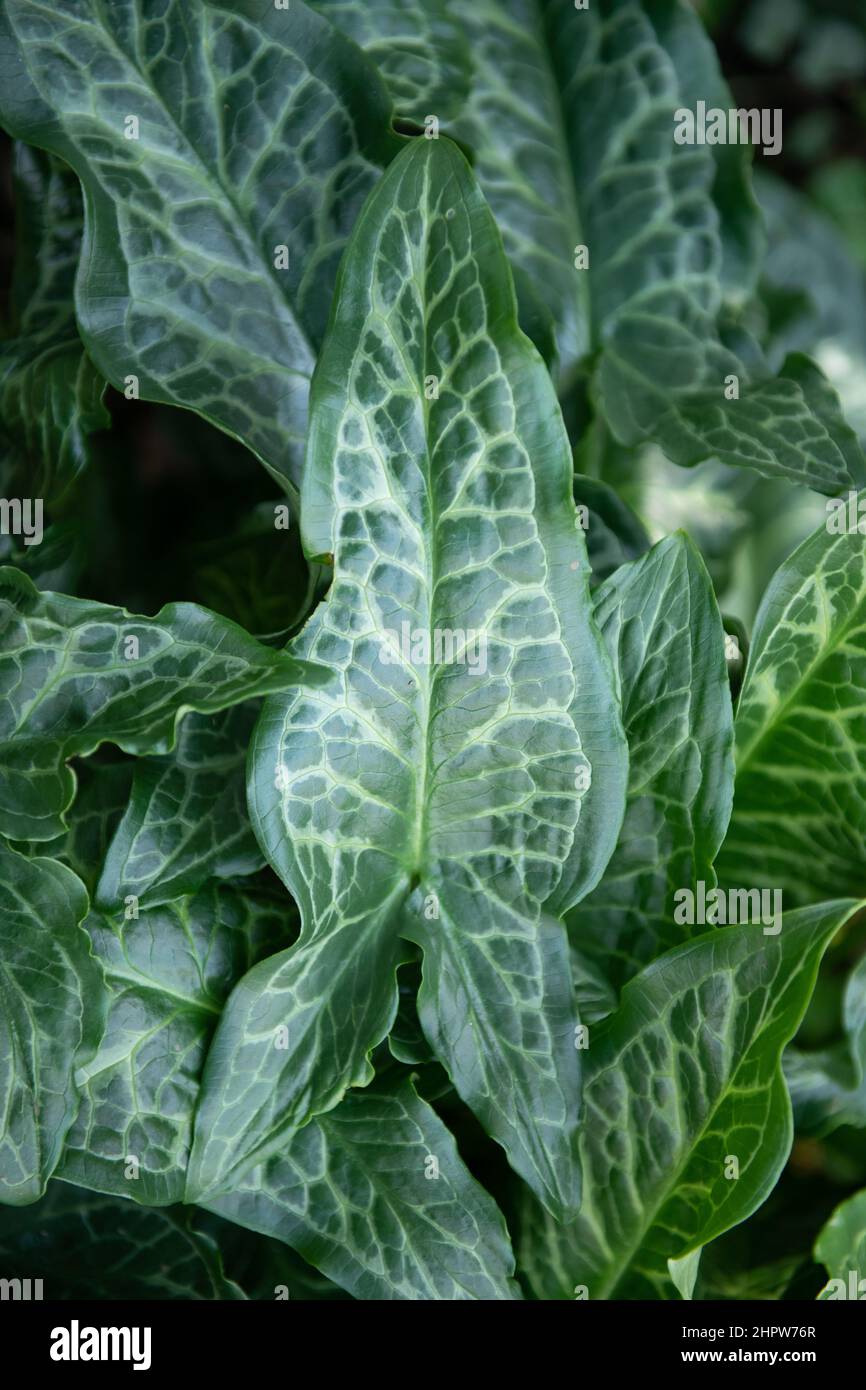 Arum leaves hi-res stock photography and images - Alamy