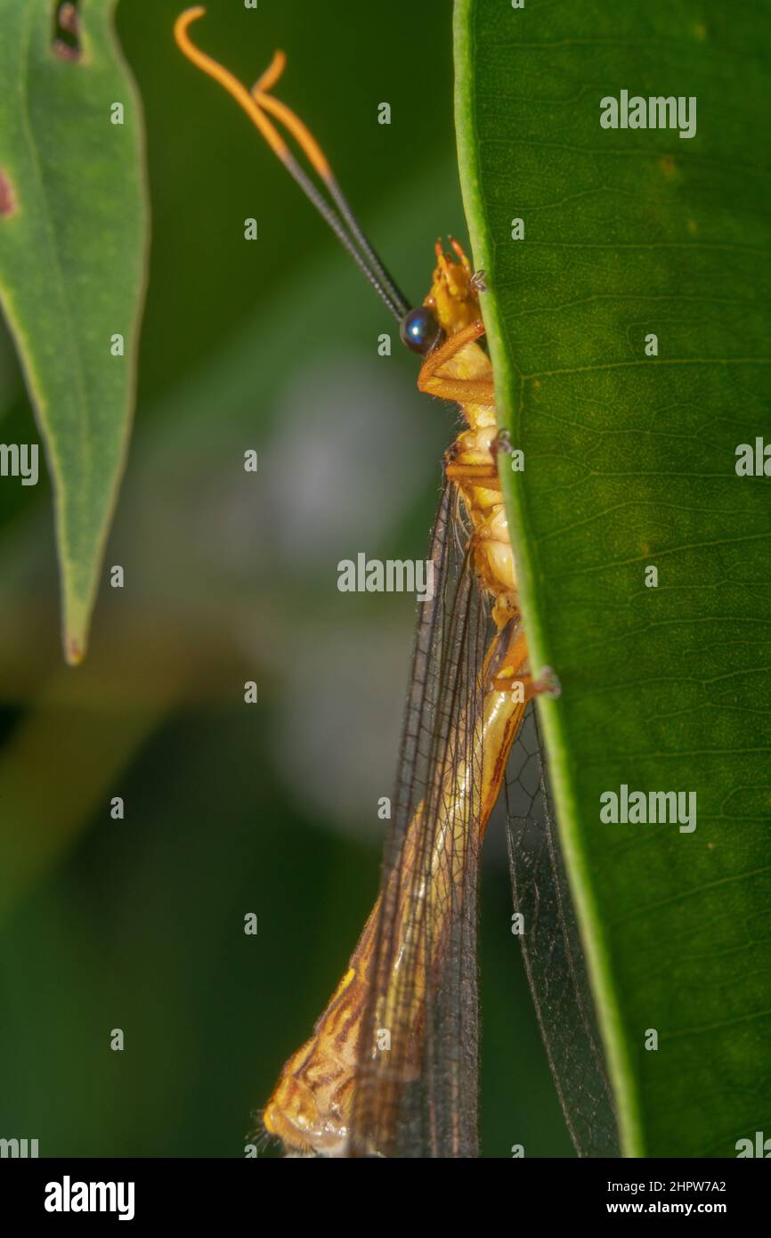 Orange crane fly hanging on a leaf with big pointy orange and black ...