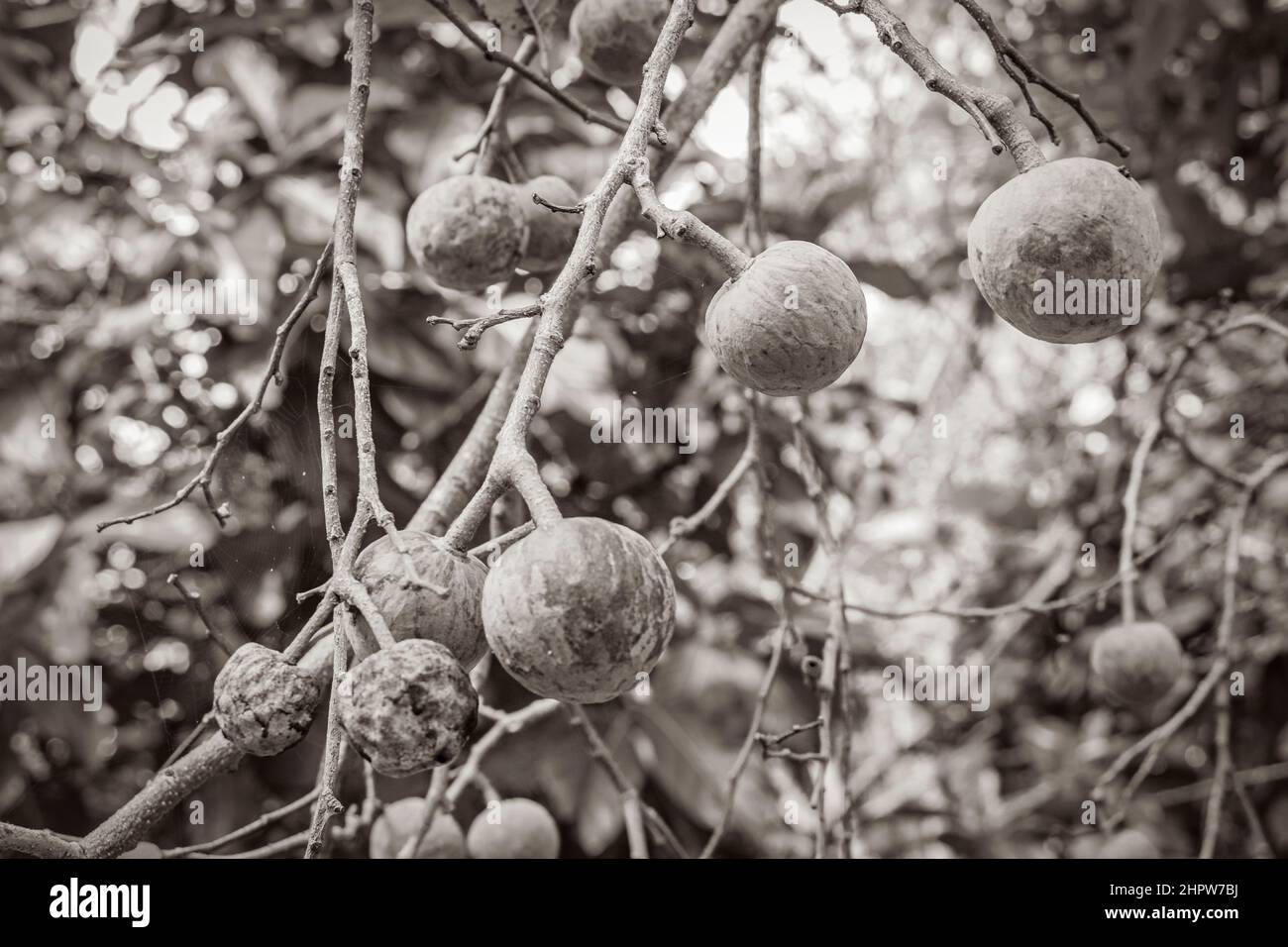 Old black and white picture of tropical natural forest plant tree with ...