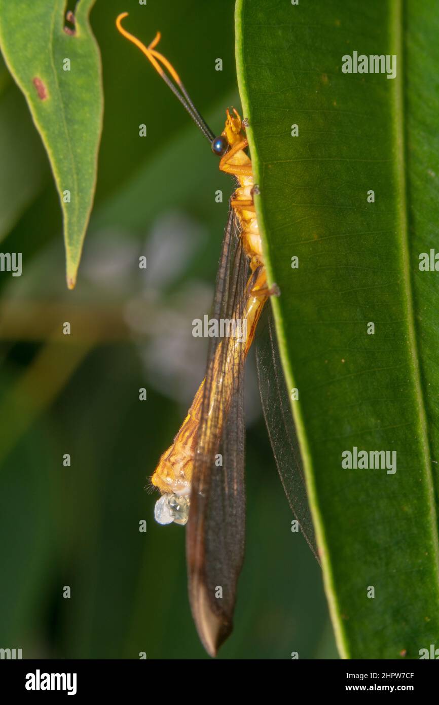 Orange crane fly hanging on a leaf with big pointy orange and black ...