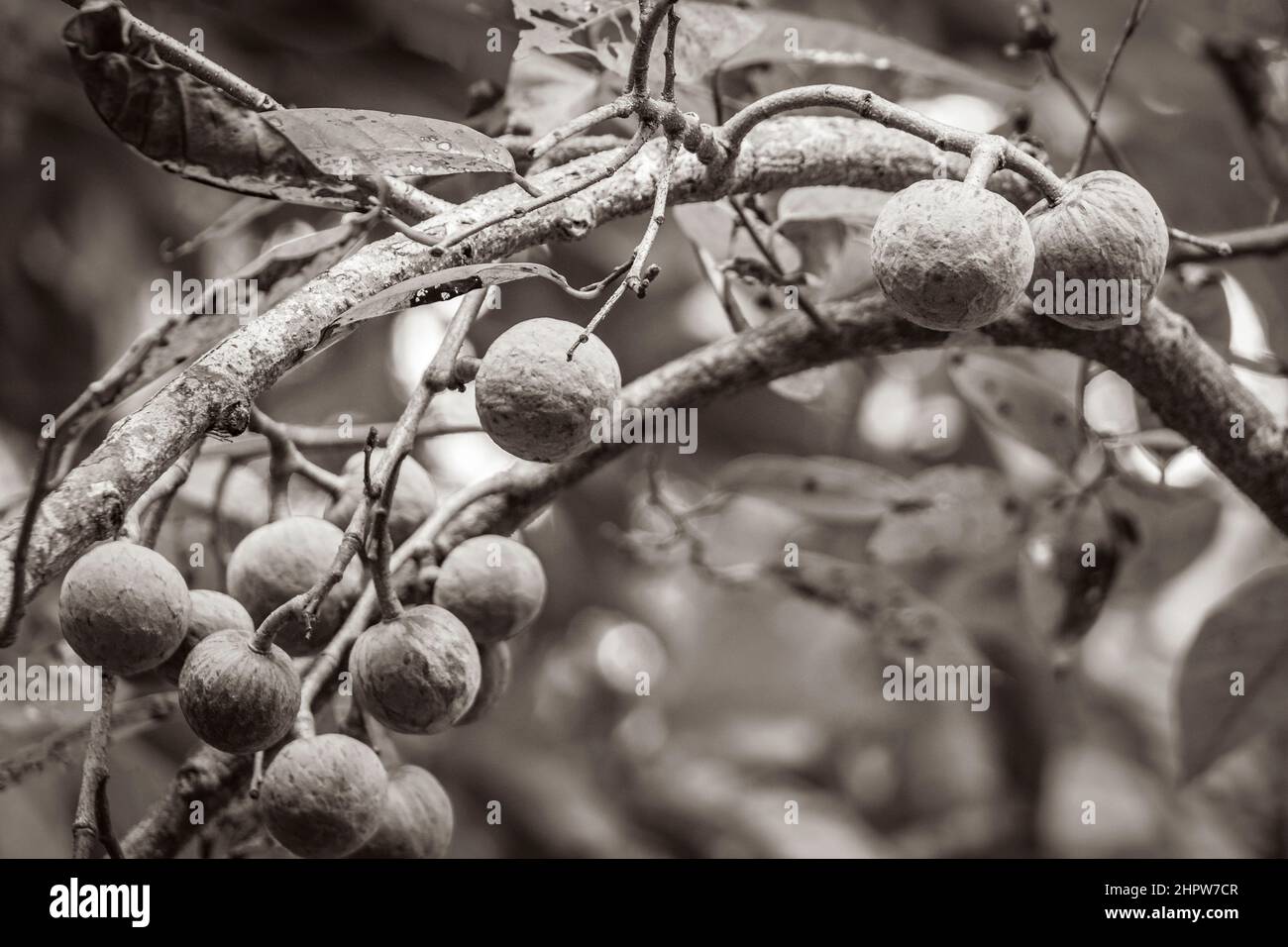 Old black and white picture of tropical natural forest plant tree with ...