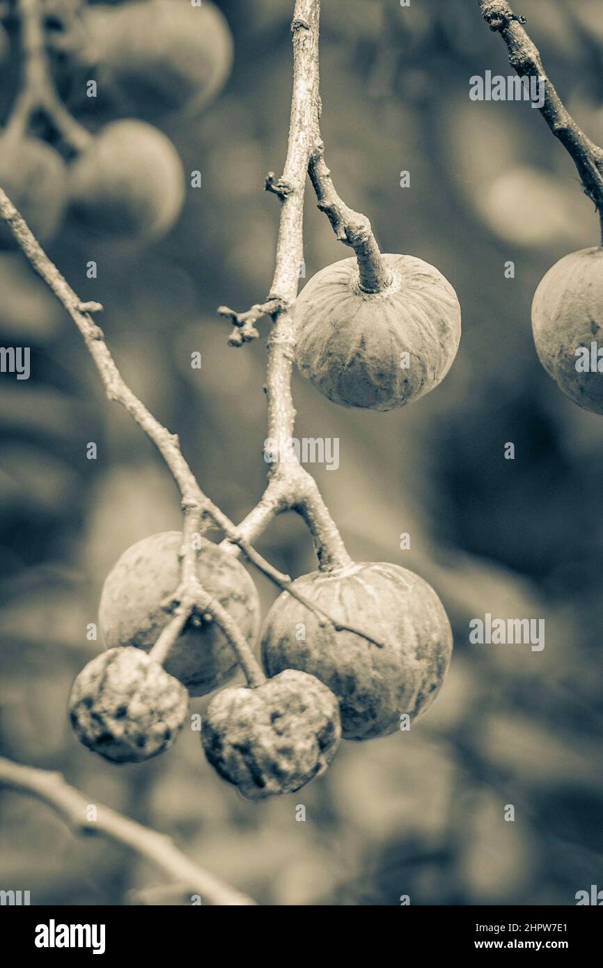 Old black and white picture of tropical natural forest plant tree with ...
