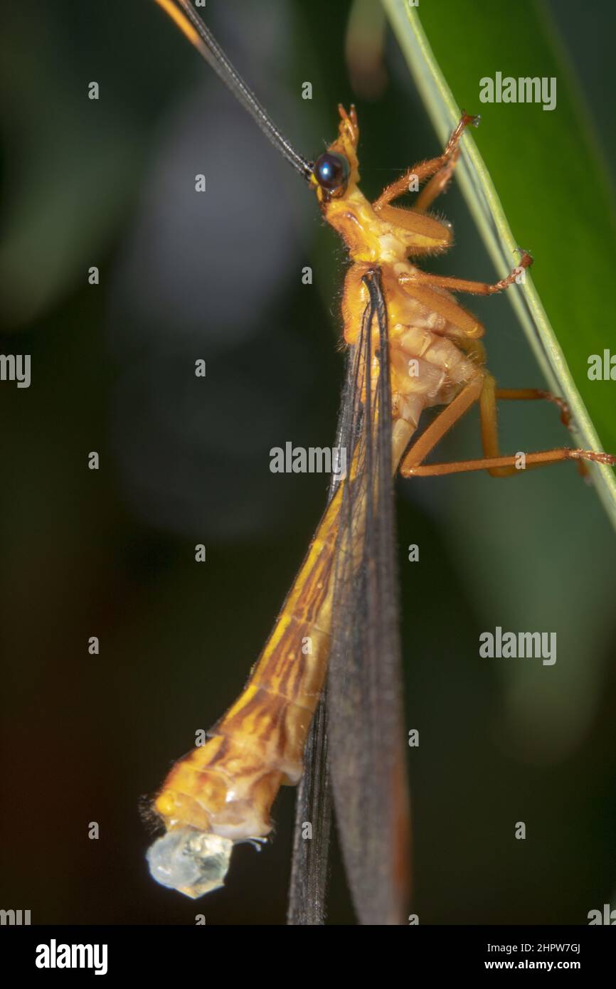 Orange crane fly hanging on a leaf with big pointy orange and black ...