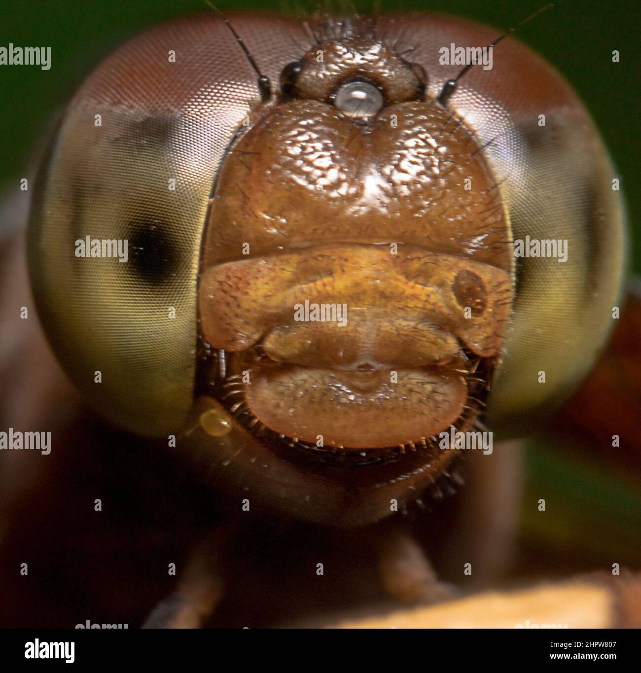 Indonesian Red winged Dragonfly - Neurothemis terminata close up/super ...
