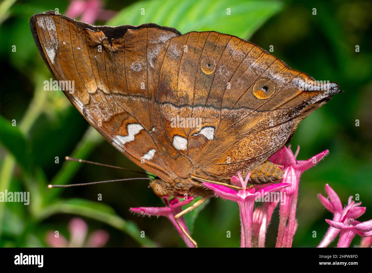 Leaf like butterfly hi-res stock photography and images - Alamy