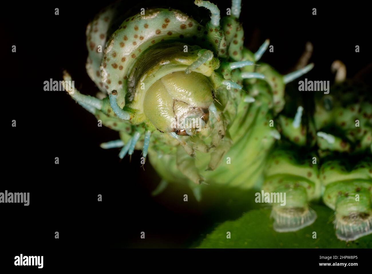 Atlas Moth Caterpillar, green caterpillar with blue limbs and a ...