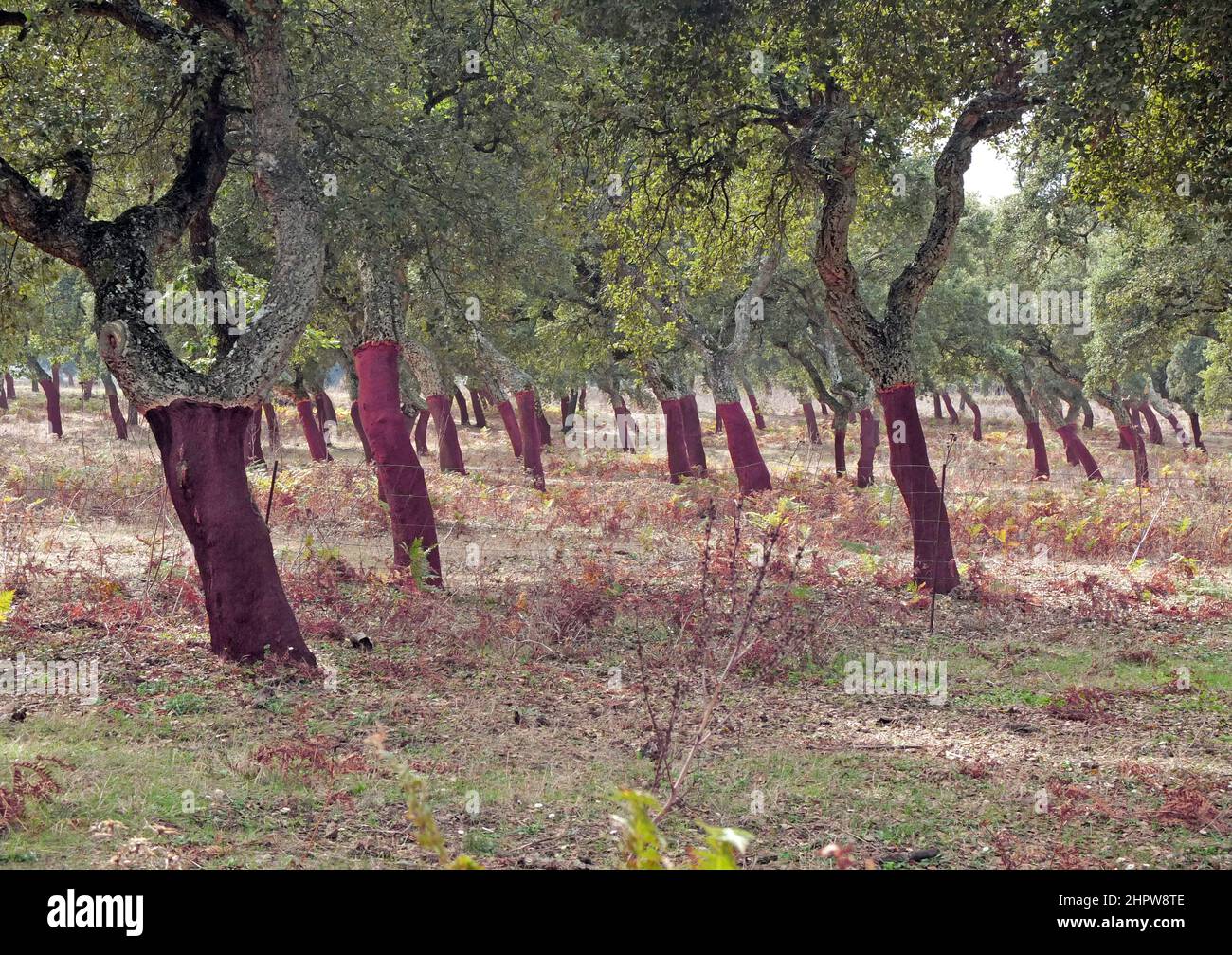Cork oak trees in Sardinia Stock Photo - Alamy