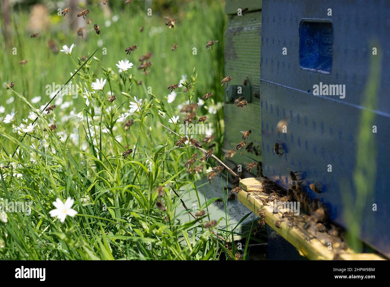 Many Honey Bees flying around and into beehive, returning to the ...