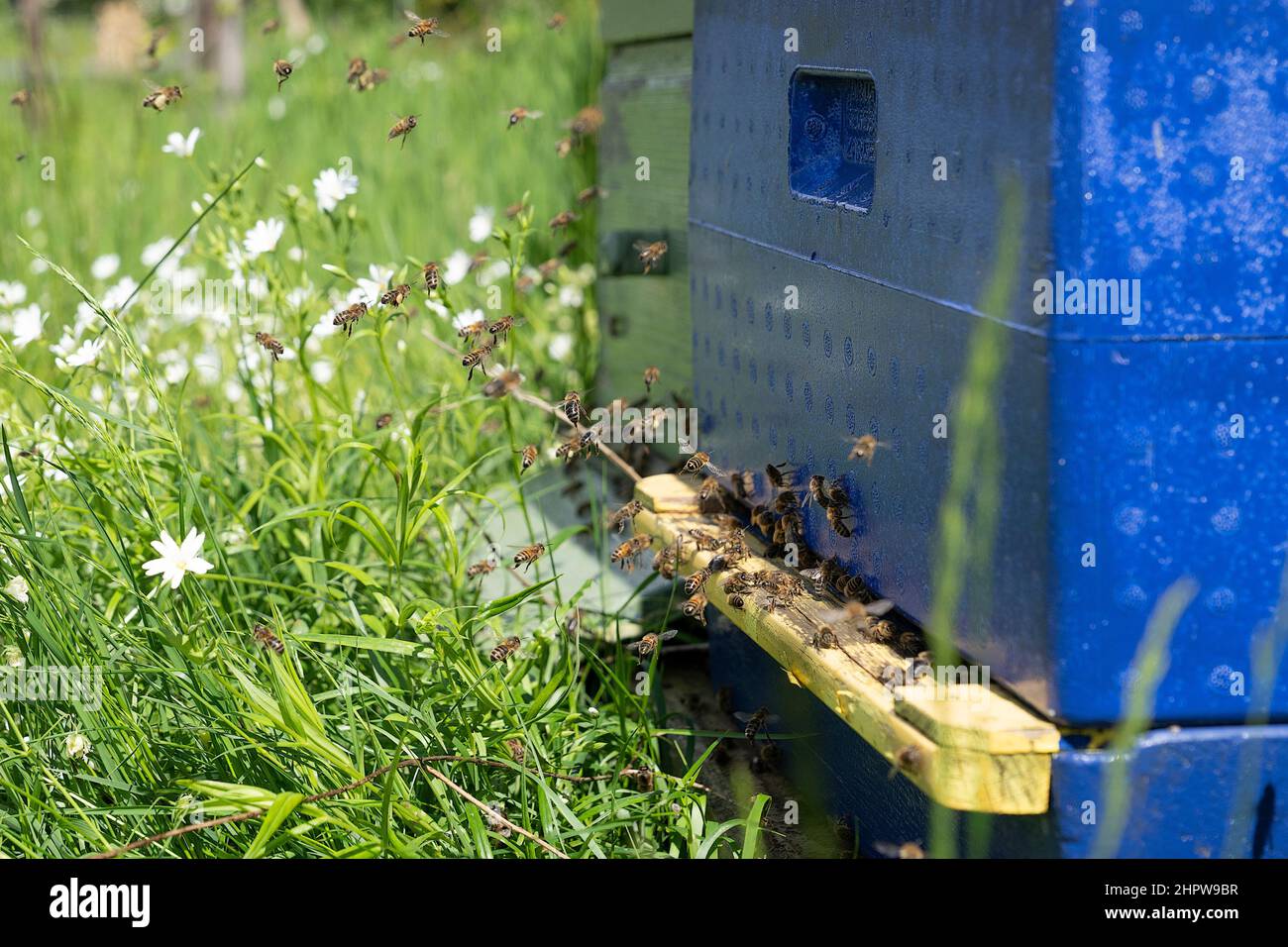 Many Honey Bees flying around and into beehive, returning to the ...