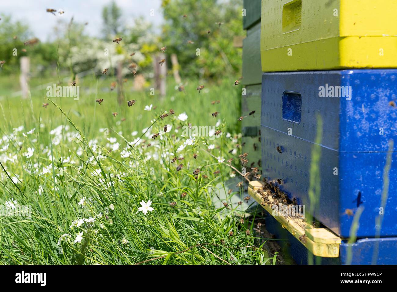 Many Honey Bees flying around and into beehive, returning to the ...
